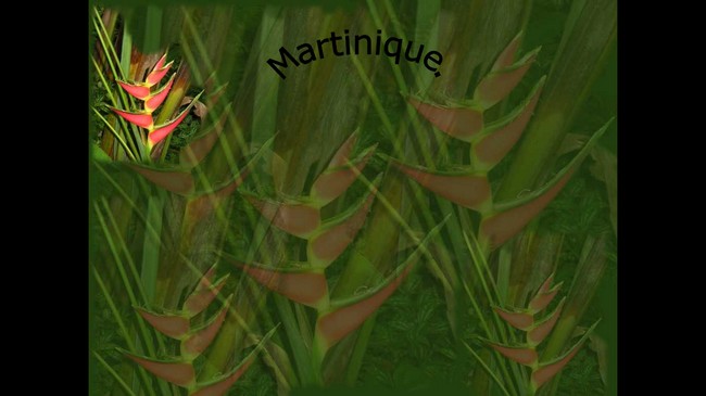 Diaporama – Végétation en Martinique – Belle Picotine