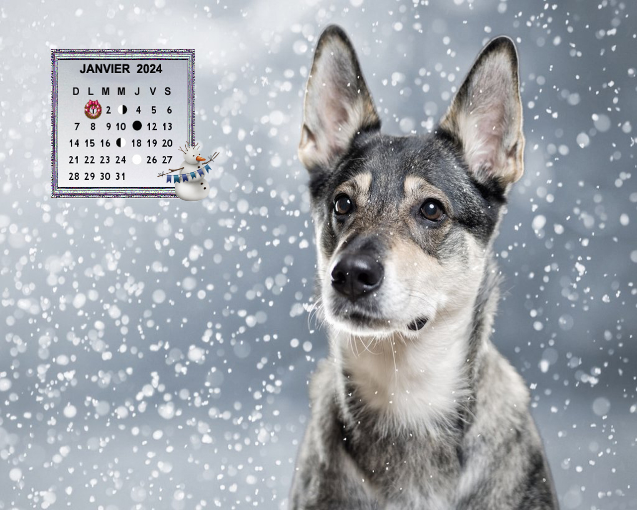 Fonds Écran Calendriers Janvier 2024 – Belle Picotine