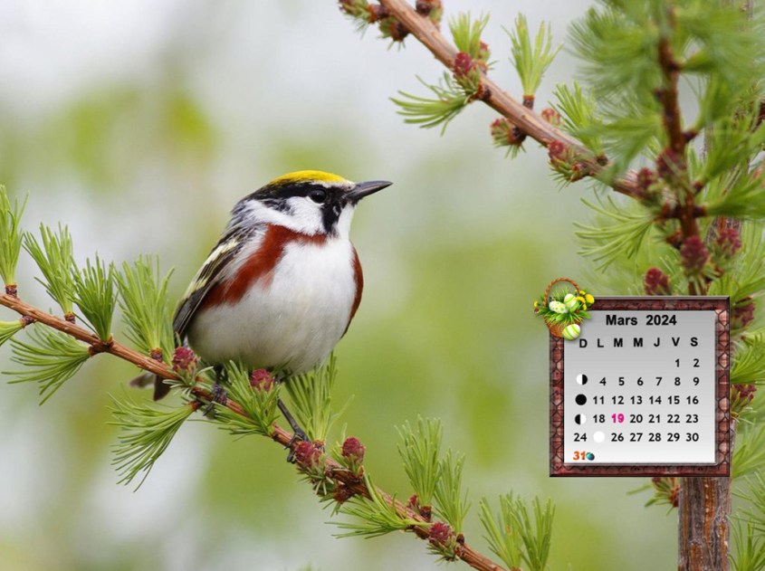 Fonds d’écran Calendriers Mars 2024 – Belle Picotine