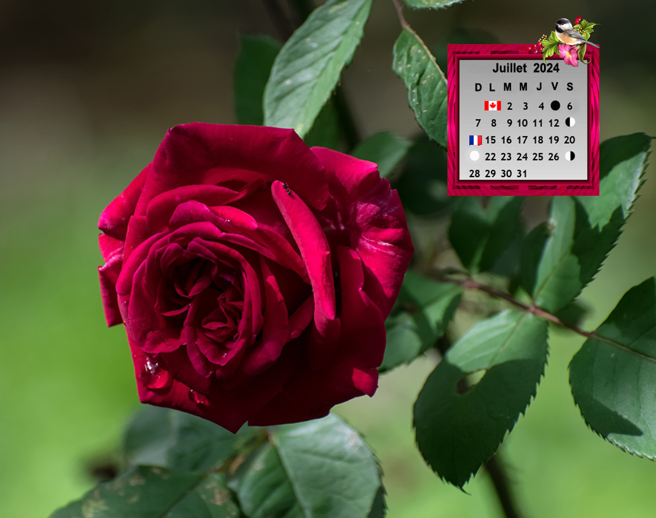 Fonds d’écran – Calendriers – Belle Picotine