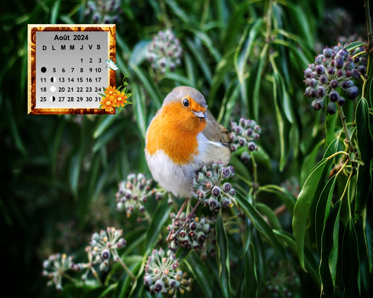 Fonds d’écran – Calendriers Août 2024 – Belle Picotine