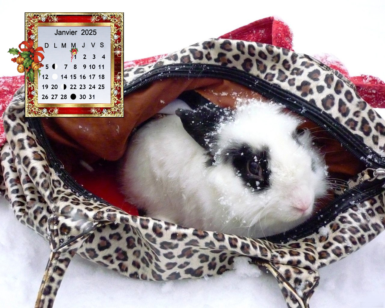 Fonds d’écran Calendriers Janvier 2025 – Belle Picotine